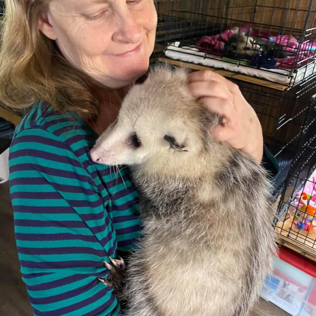 Wild Things Freedom Center – Wildlife rescue